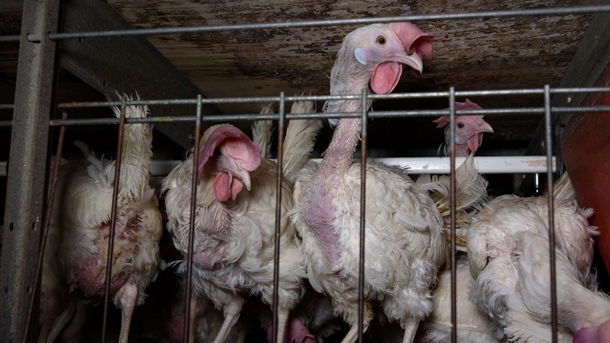 Petición · Havanna: Por favor ¡Dile NO a la tortura de gallinas en ...