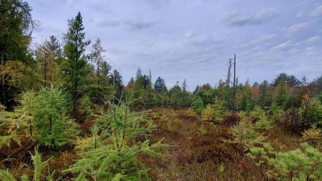 Pétition · Sauvegardons la Grande Tourbière de Blainville - Blainville ...