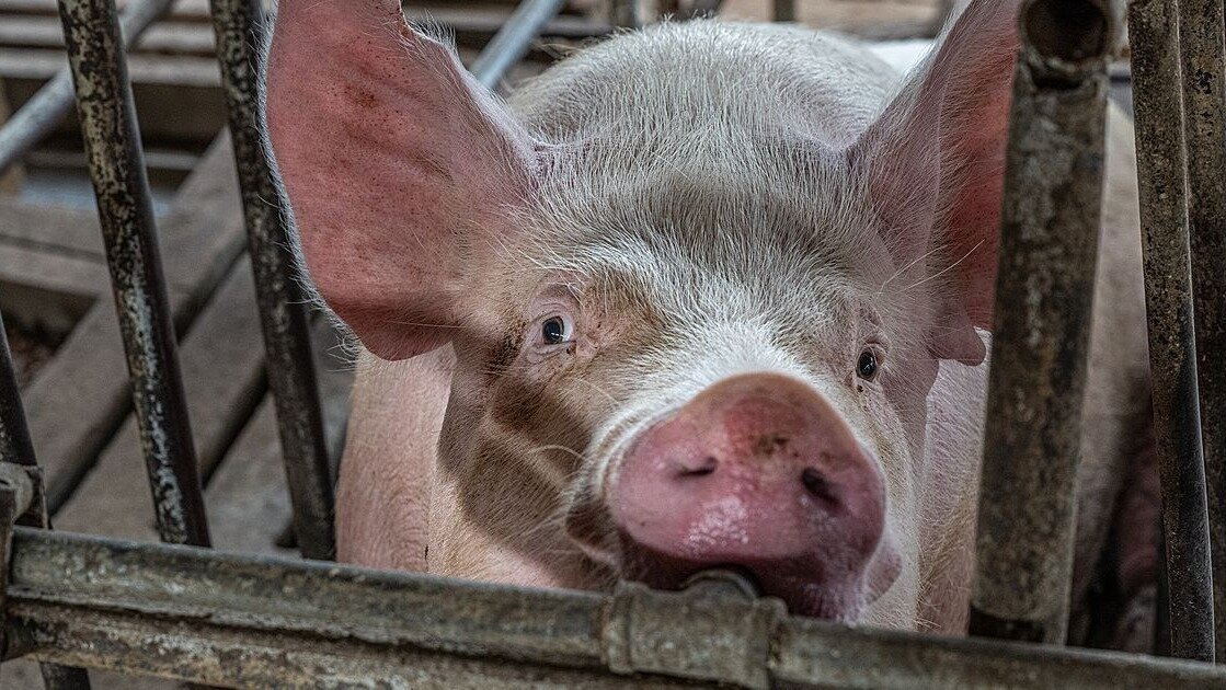 Petition · Tell Illinois Lawmakers: Ban Pig Gestation Crates and ...