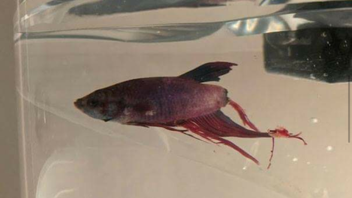 Petition · Stop Animal Cruelty: End the Sale of Live Fish at Wal-Mart ...