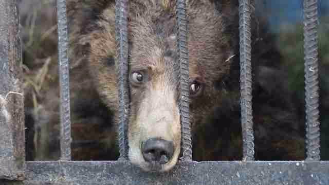 Petition · Stop zoo culture in india, free all animals! - India ...