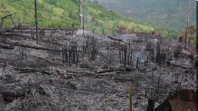 Petition · Protect Palawan's Biodiversity from Deforestation and ...