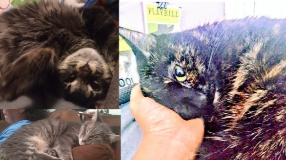 Petition · Allow The Padilla Family To Keep Their Cats! - United States ...