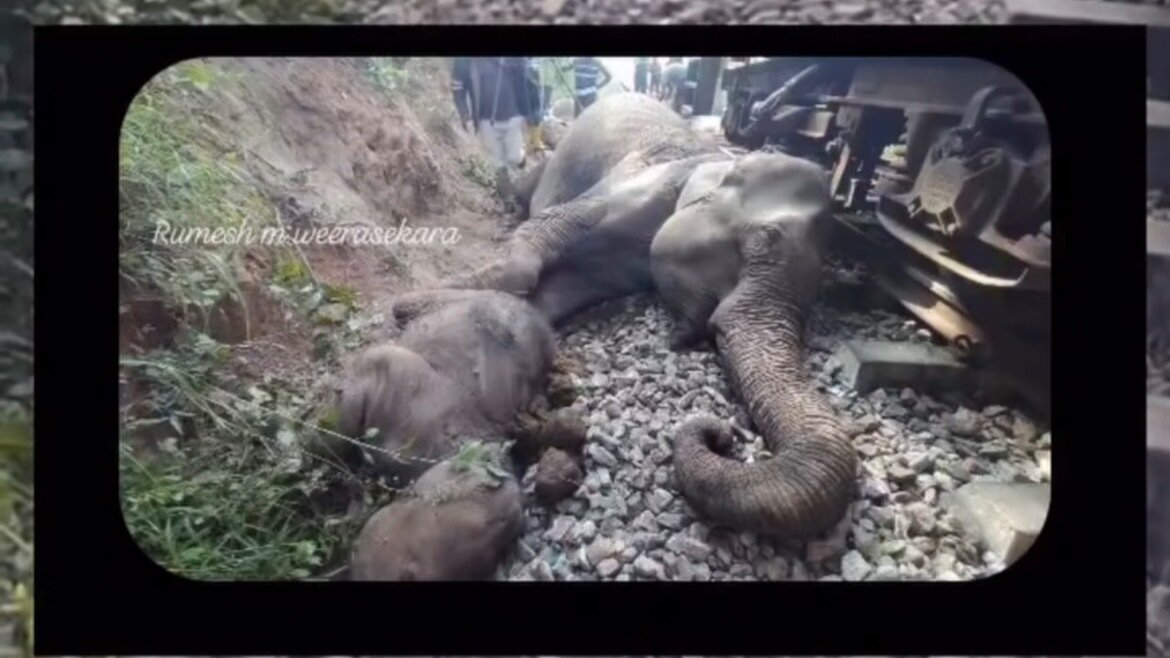 Petition · Halt the Killing of Elephants by Trains in Sri Lanka ...
