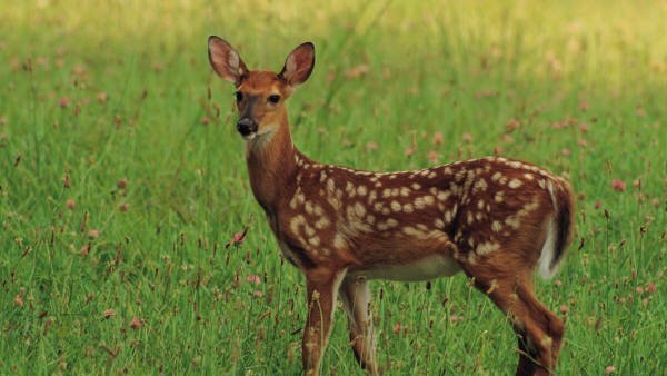 Petition · Invite the Wilson Hall Deer to deliver the Rowan University ...