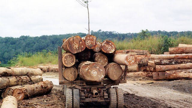 Petition · Stop logging Before it Destroys the world. - Philippines ...