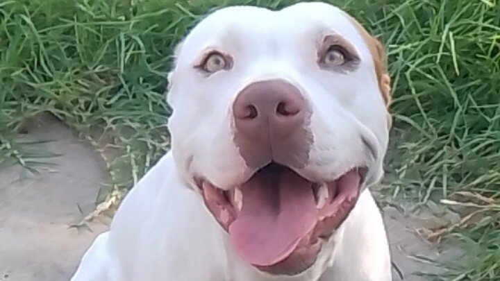 Petition · Prevent the Queensland Government from Banning the American ... Petition · Prevent the Queensland Government from Banning the American ...