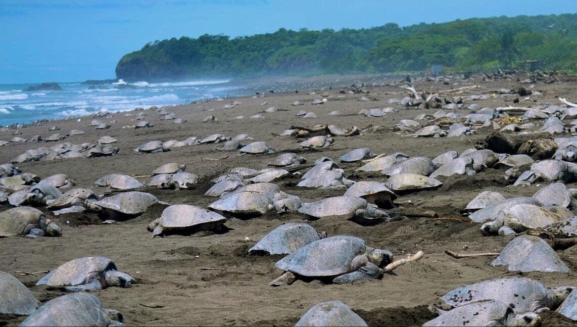 Petición · Salvemos Ostional: No a las Torres de Telecomunicaciones en ...