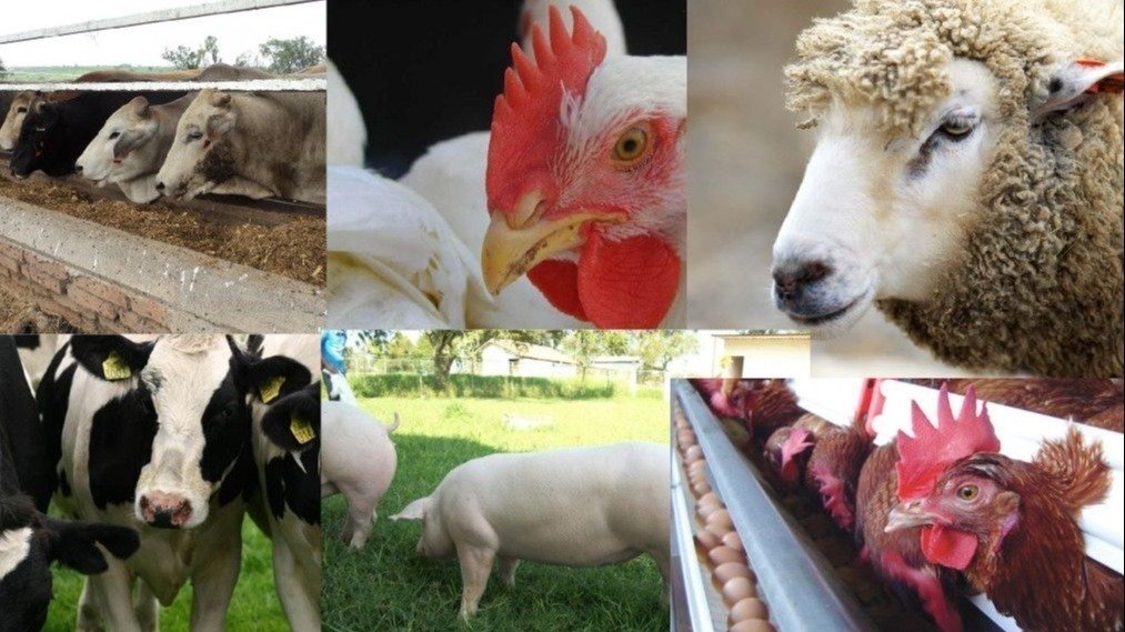 Petition · Stand up against factory farming and environmentally ...