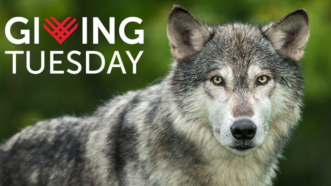 Petition update · This Giving Tuesday, Double Your Gift for Wildlife ...