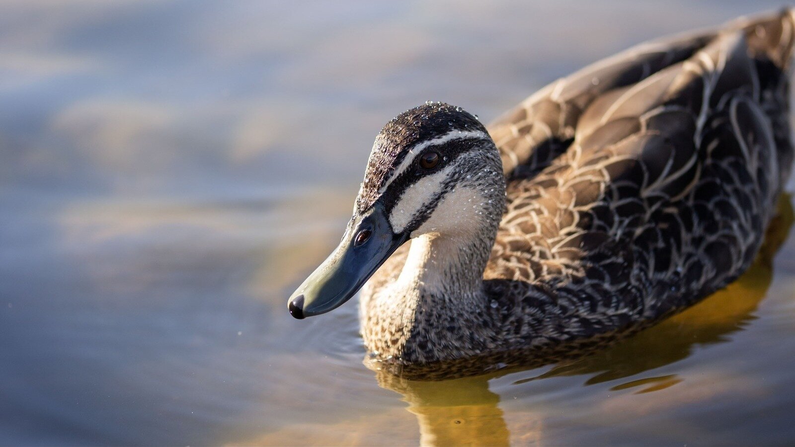 Petition · Justice for Ducks: Prosecute Those Who Harmed Live Ducks ...