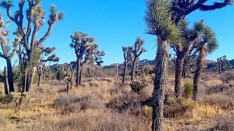 Petition · Save Yucca Valley - Yucca Valley, United States · Change.org