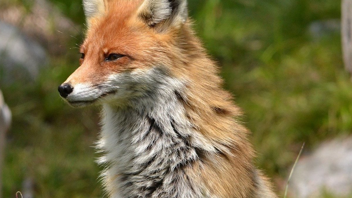 Petition · Ban fox hunting - United Kingdom · Change.org