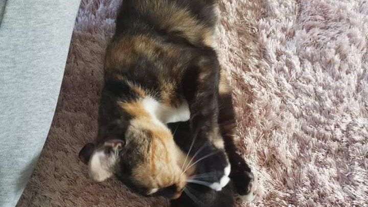 Petition · Cats law - United Kingdom · Change.org