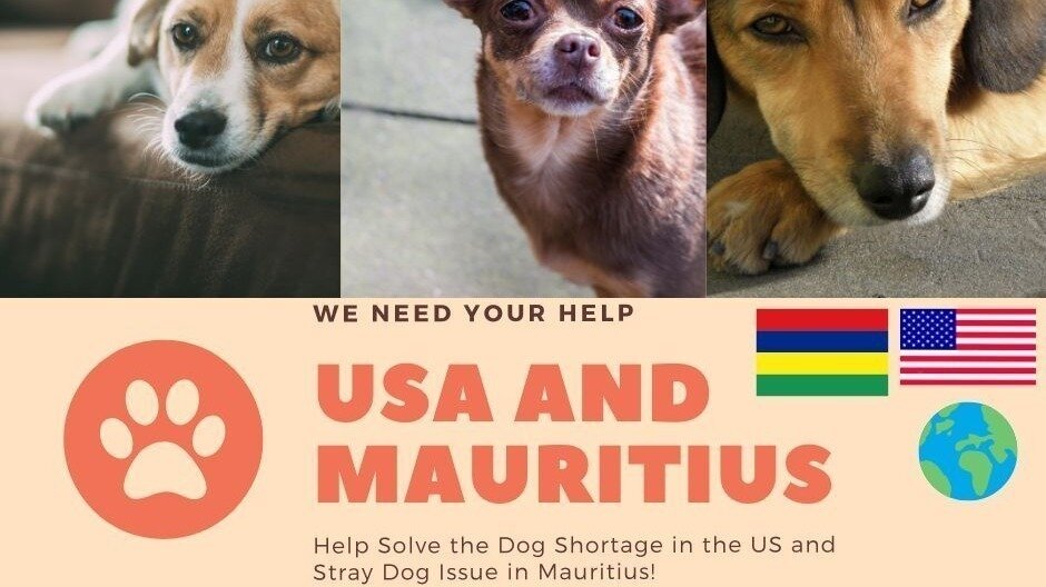 Petition · WIN-WIN Addressing the Dog Shortage in the US and Stray Dog ... Petition · WIN-WIN Addressing the Dog Shortage in the US and Stray Dog ...
