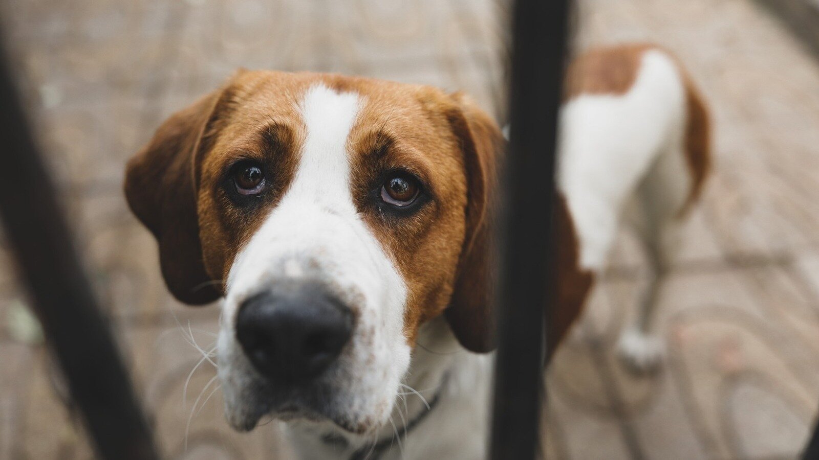 Petition update · A welcome step by the Ontario Government but is it ...