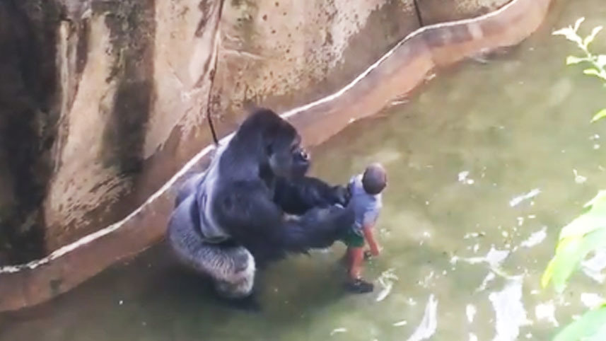 Petition · Justice for Harambe, the 4 year old and his family ...