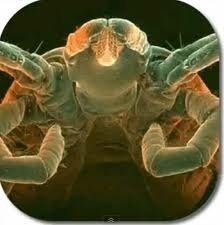 Petition · Revise its Lyme Disease medical guidelines from IDSA to ...