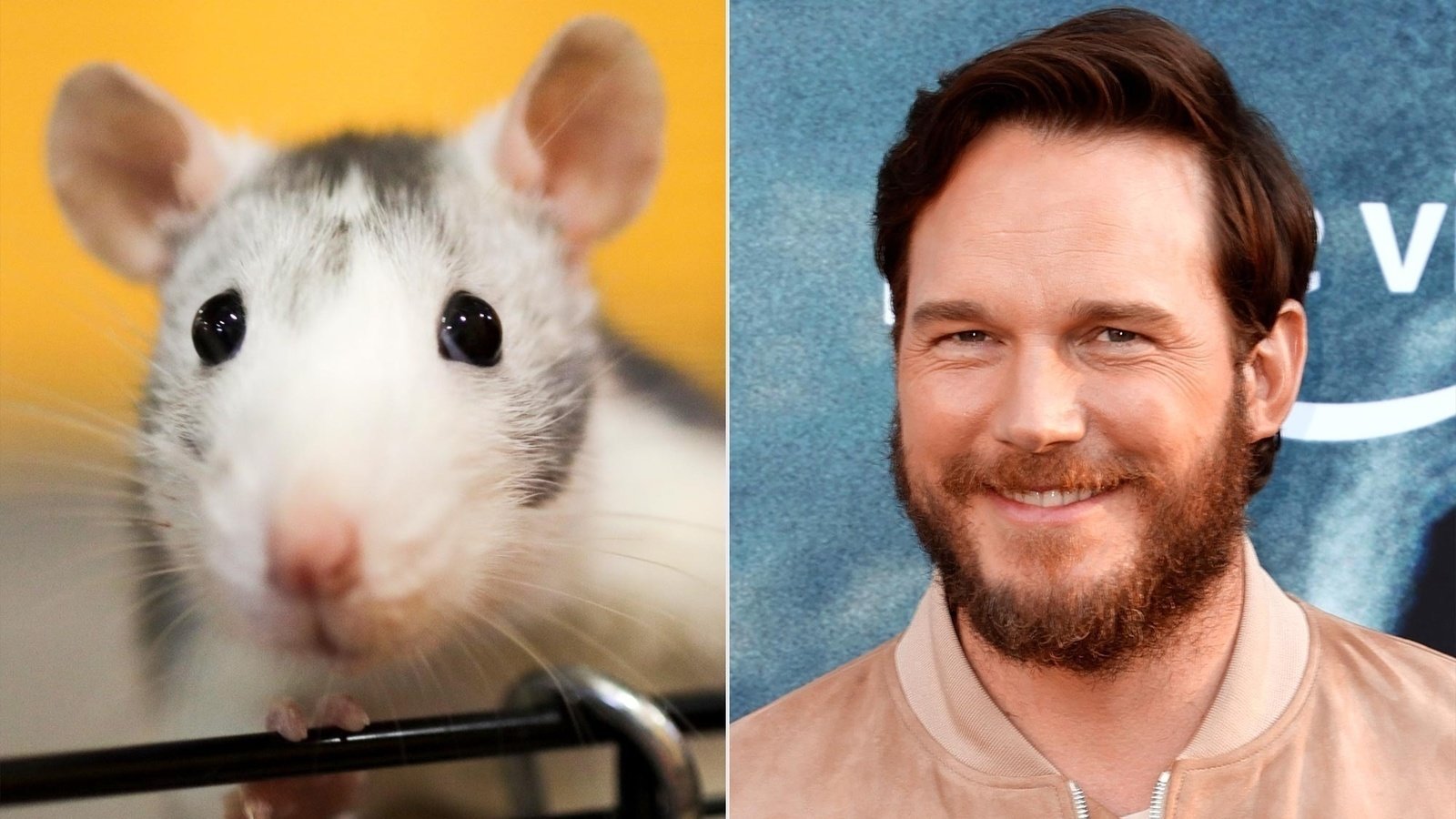 Petition · Have Chris Pratt change his legal name to Crisp Rat - India ...