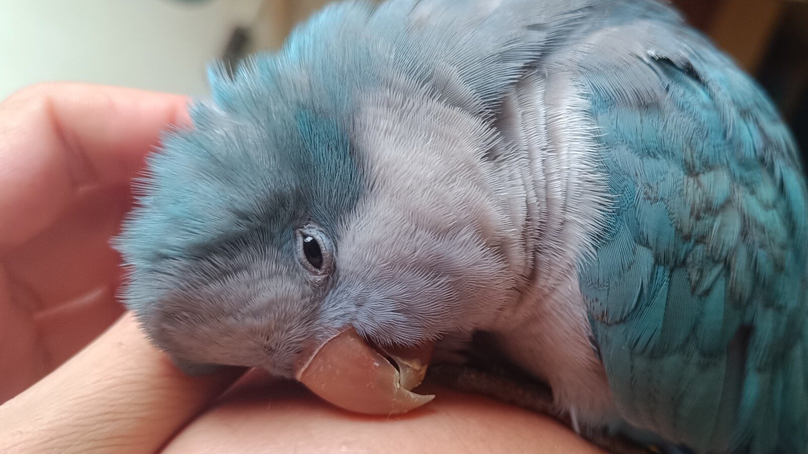 Petition · Let Rio the Parrot Come Home to Australia 🇦🇺🦜 - Australia ...