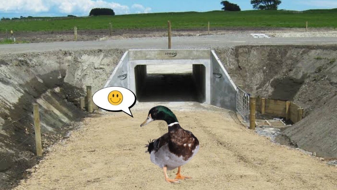Petition · Implement Underpasses for Ducks Every 50 Meters on All Roads ...