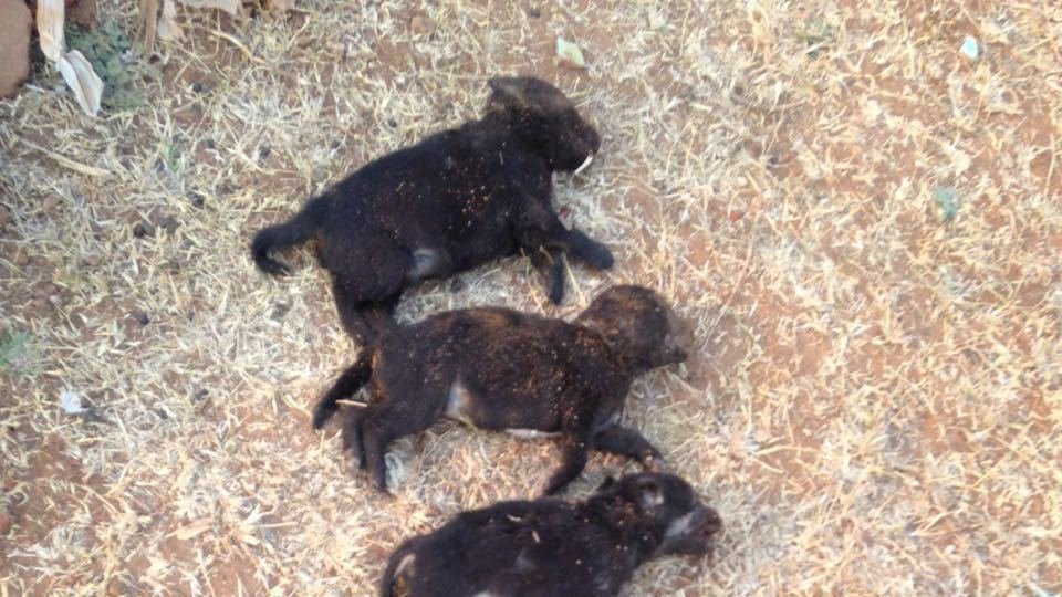 Petition · Increase the penalty and bring the strict animal rules to ...