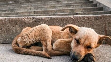 Petition · Save and FURtect stray animals - Philippines · Change.org