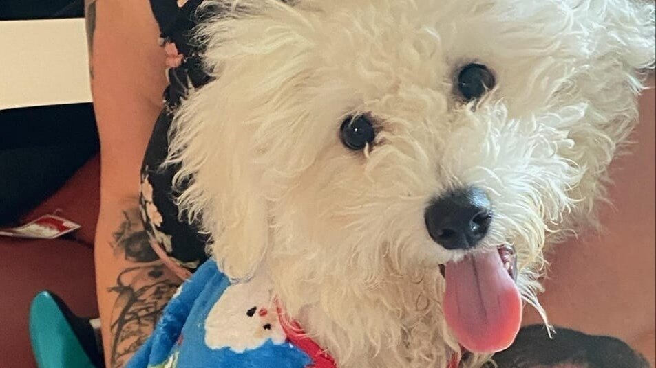 Petition · Stop A Forever Home Animal Rescue from Keeping a Dog Taken ...