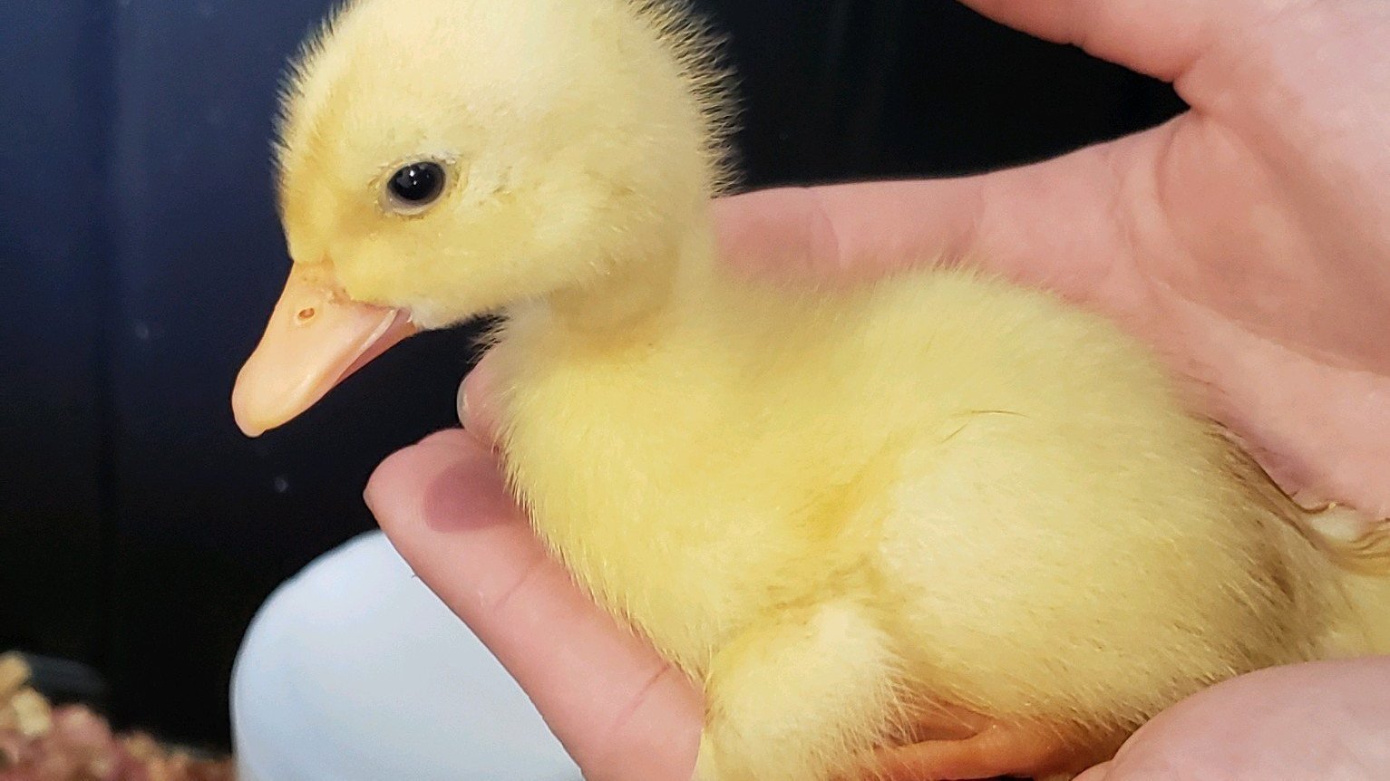 Petition · Save the ducks! - United States · Change.org