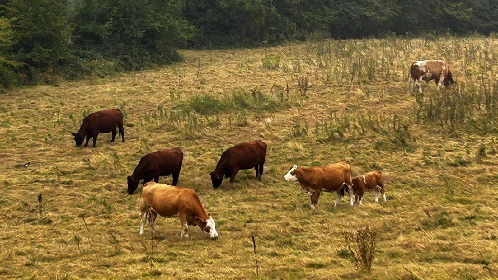 Petition · Article 4 Direction to stop large scale allotment ...