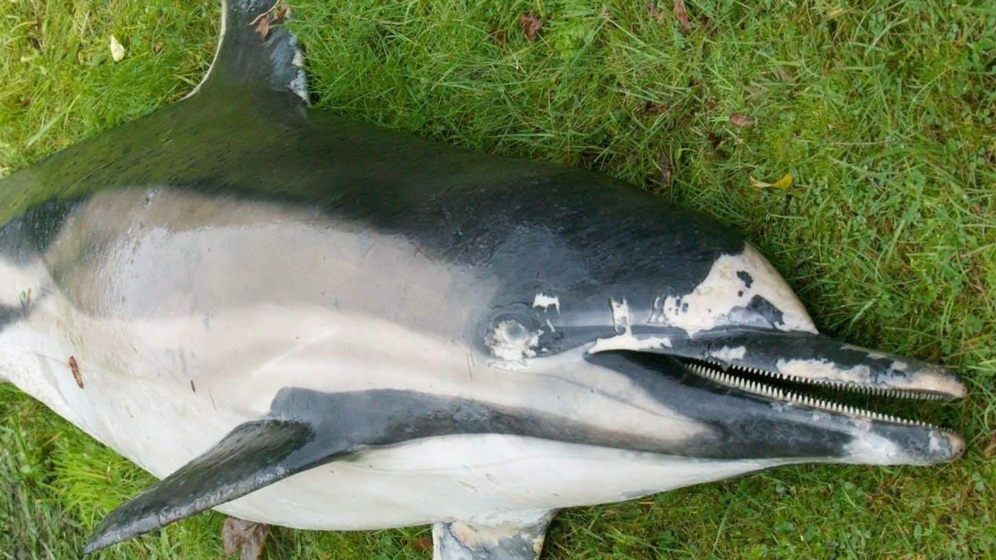 Petition update · 14 DAYS TO STOP THE LEGALISATION OF CRUELTY TO ...