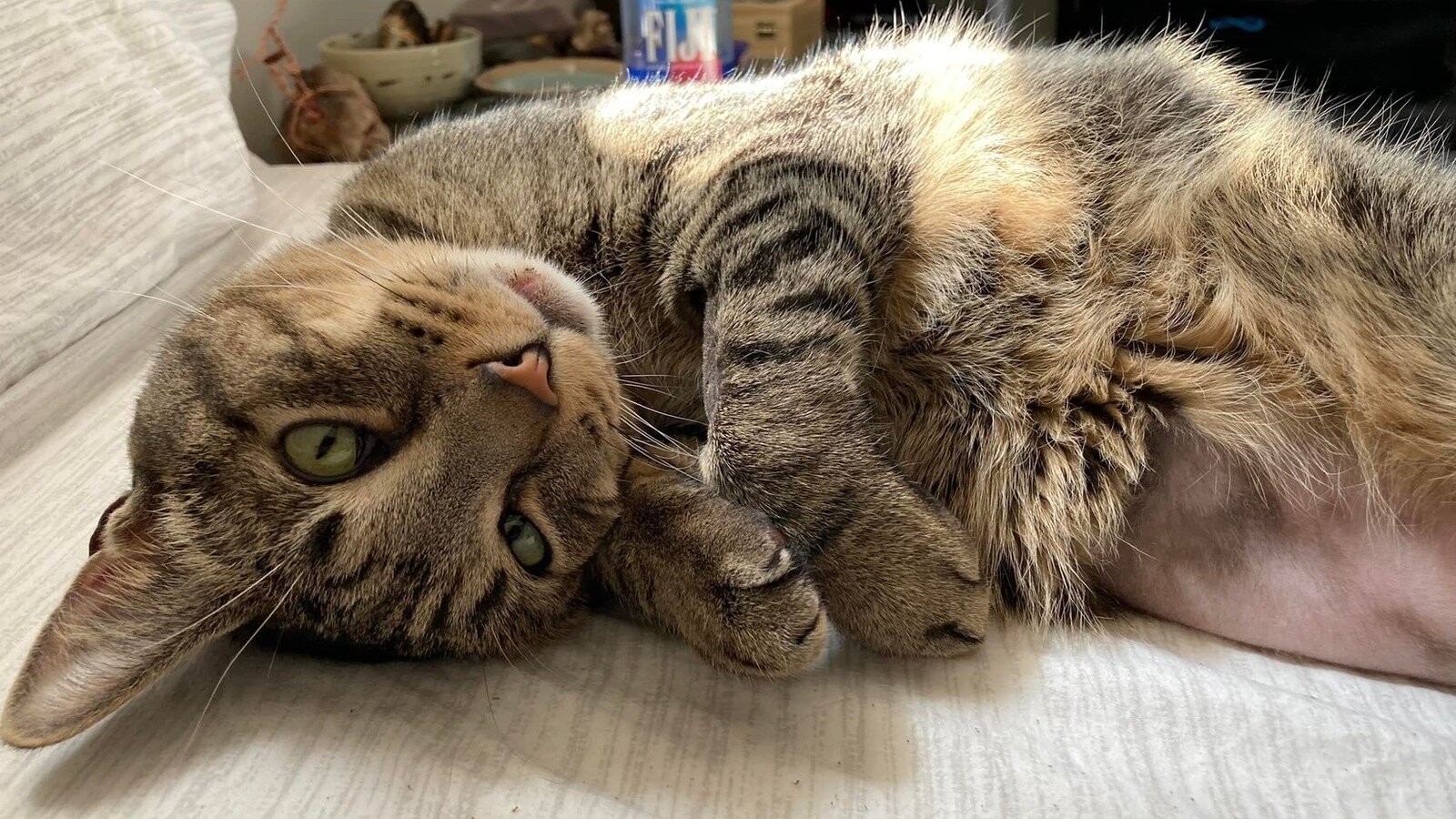 Petition · Return Paco, the ESA Tripod Cat, to His Loving Family ...