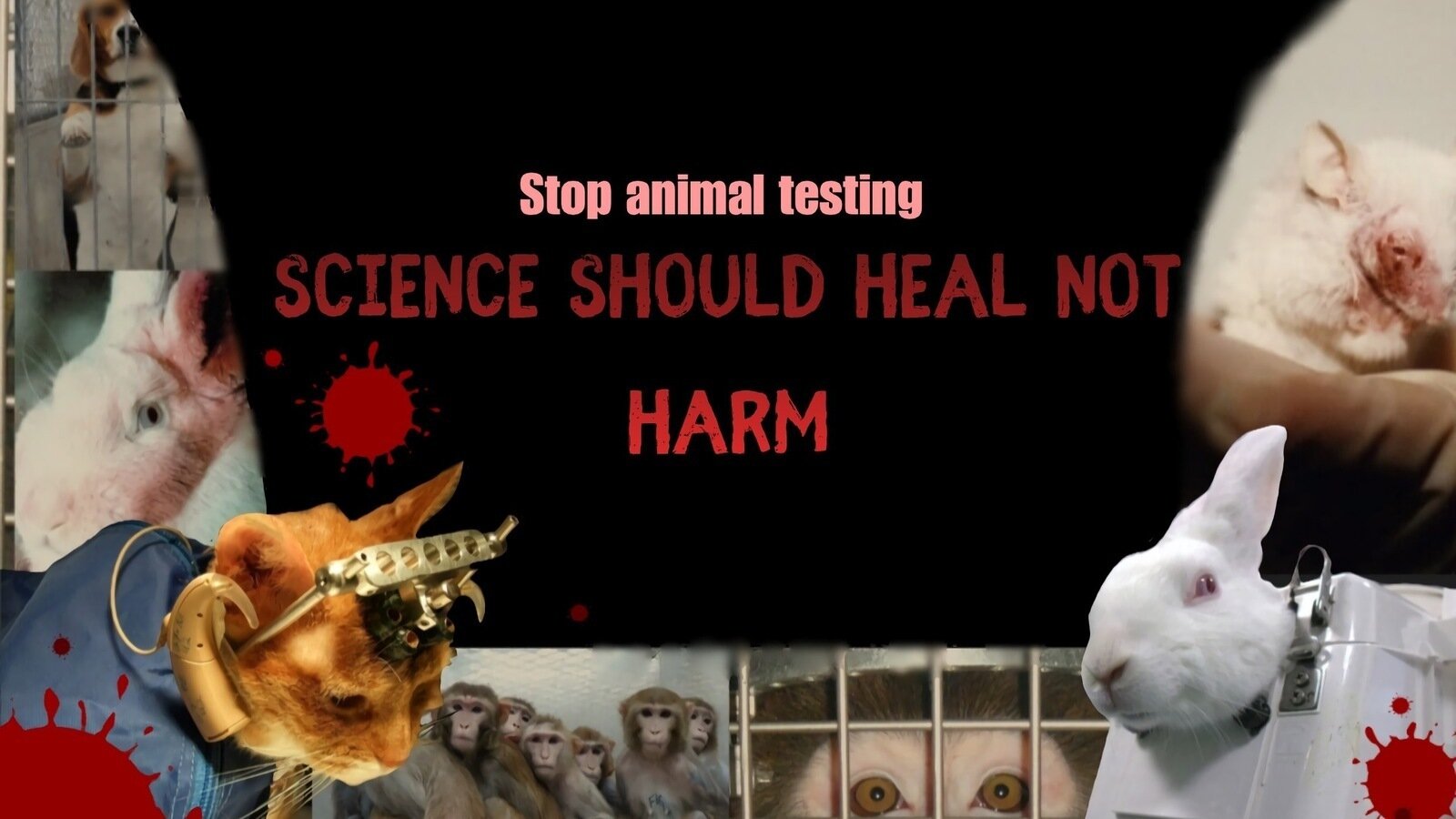 Petition · Ban animal testing and promote ethical science - United ...