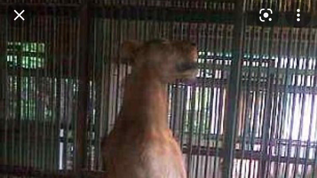 Petition · Closing the Indonesian death zoo - United States · Change.org