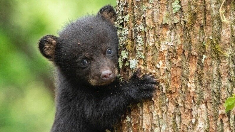 Petition update · Help Protect Florida Black Bears - STOP House Bill 87 ...
