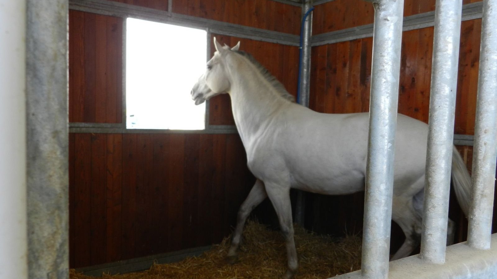 Pétition · Pour des mesures sanitaires afin d'accéder à nos chevaux le ...