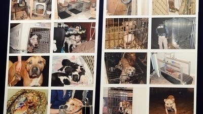 Petition · Help bring justice for the 225 dogs of Baltimore · Change.org