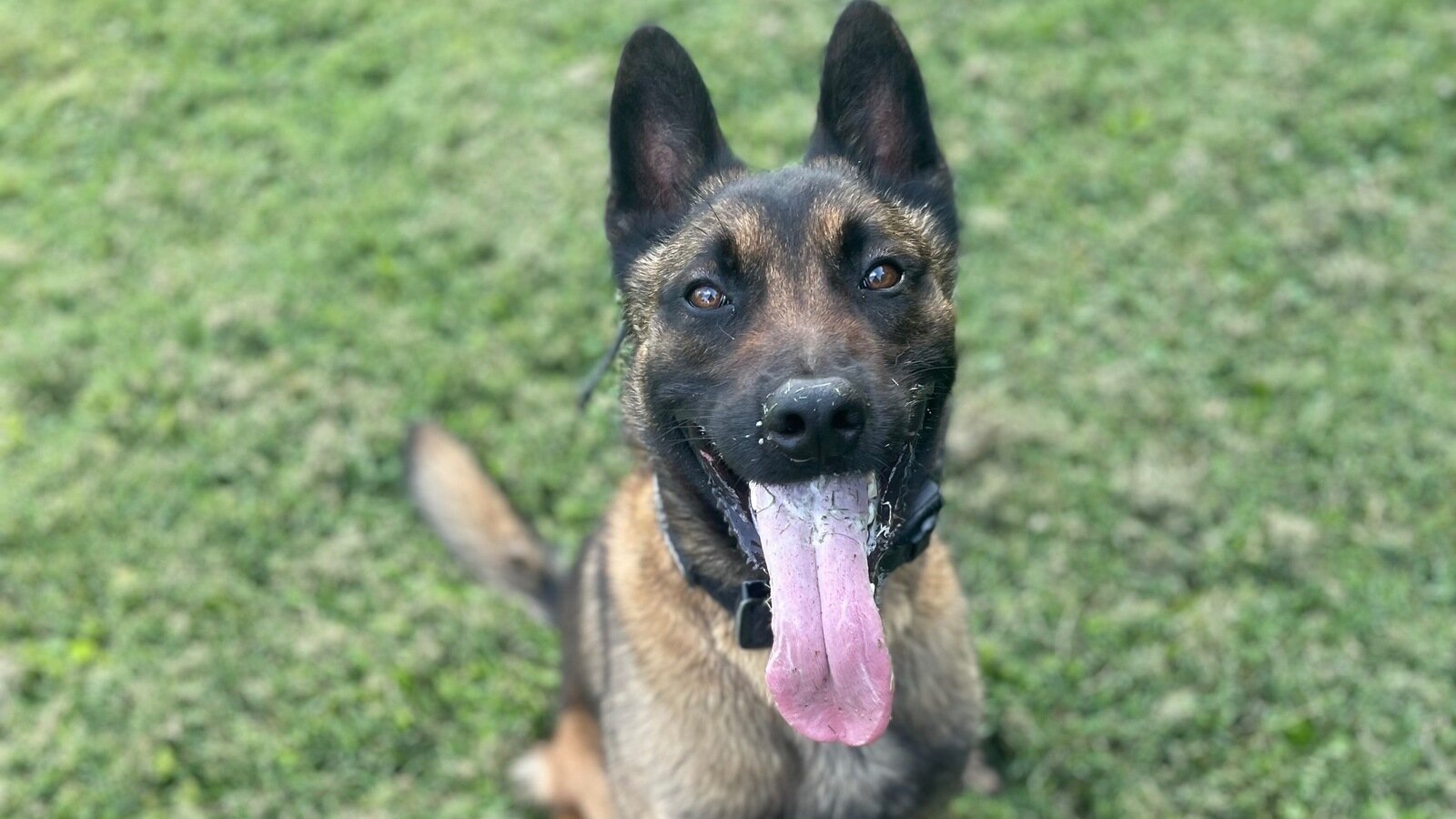 Petition · Amend Kentucky's Dog Bite Liability Statute to Protect ...