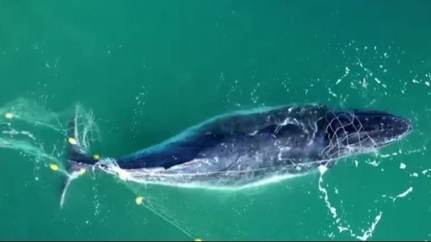 Petition · Get shark nets out of our oceans! - Australia · Change.org