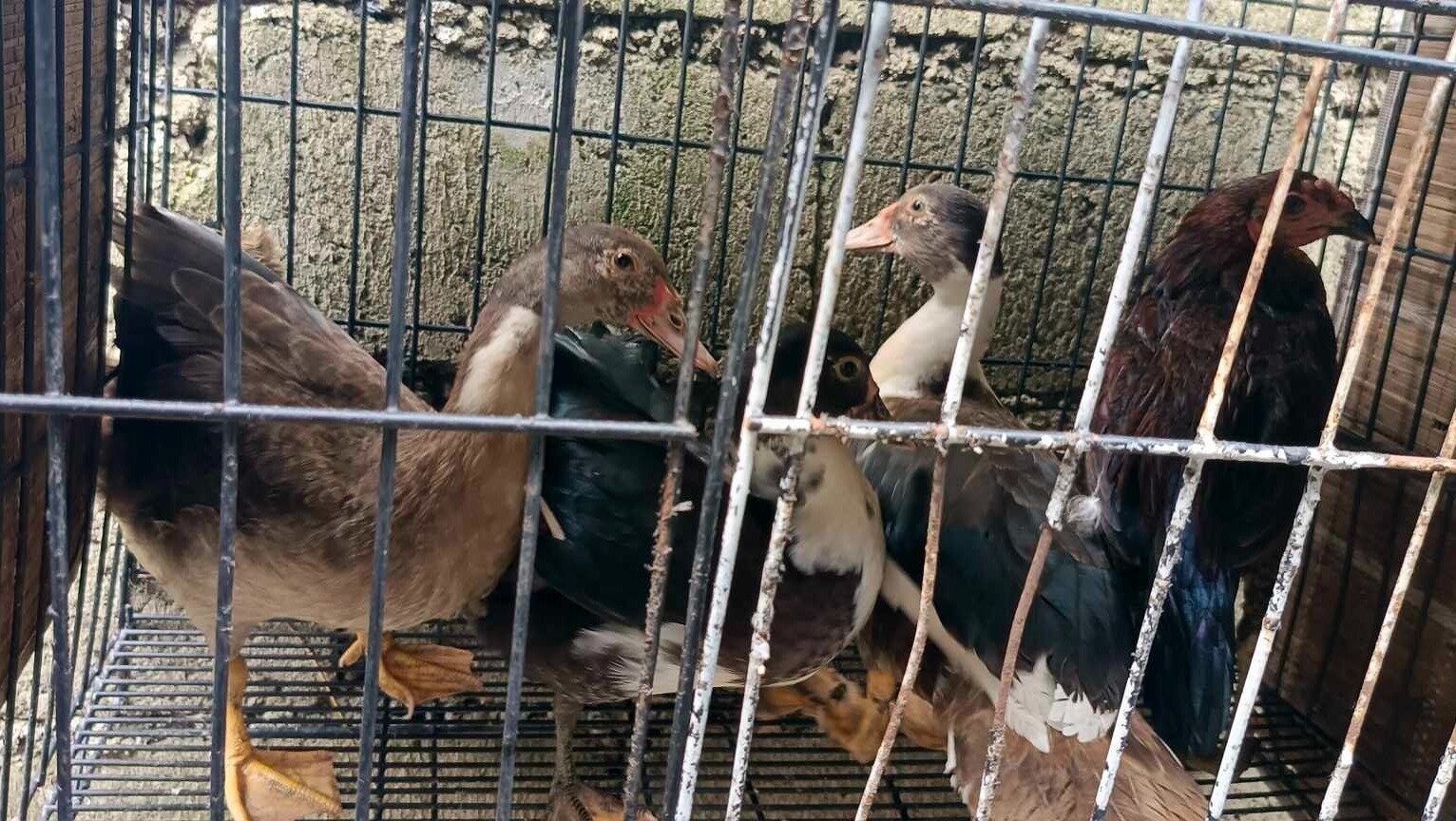 Petition · Animals Would continue to be deprived of their natural ...