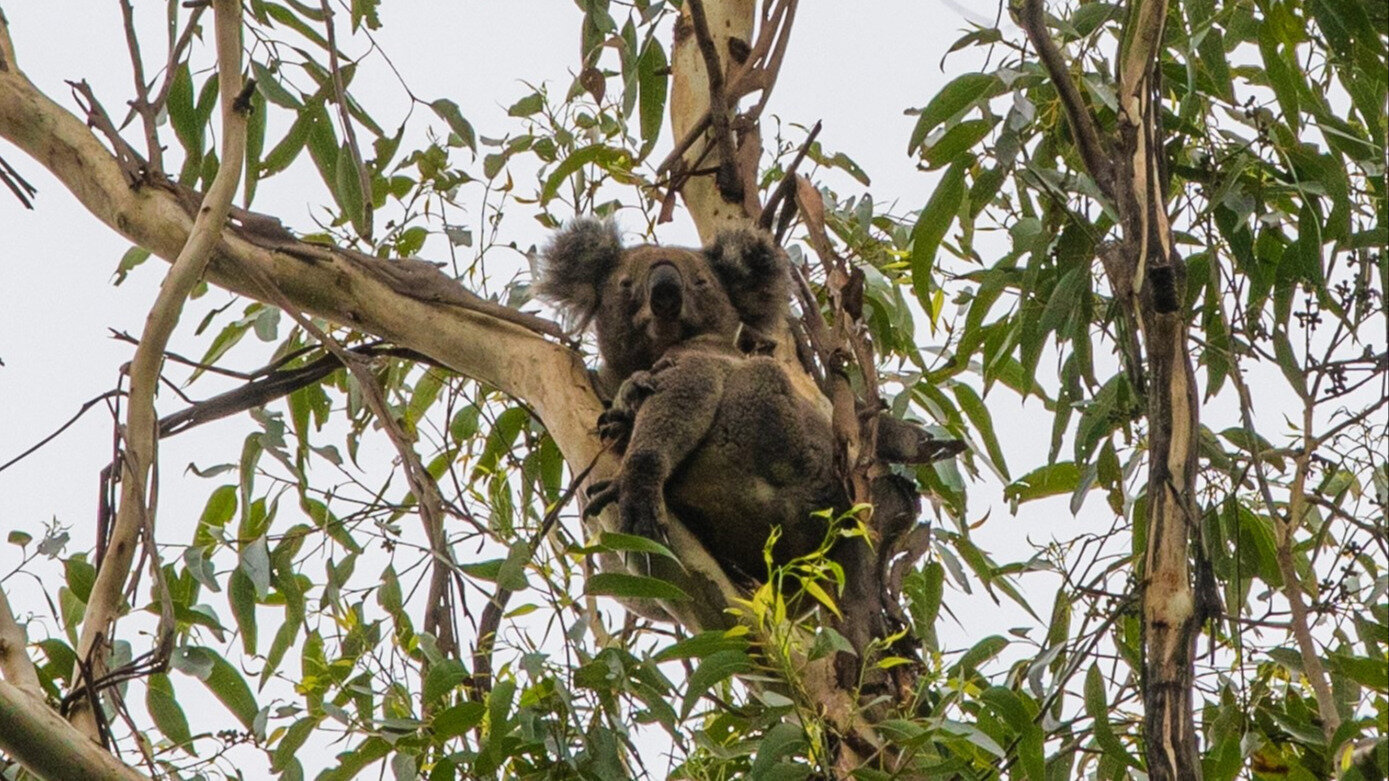 Petition · SAVE PINE CREEK KOALA HABITAT FROM CLEAR-FELL LOGGING ...