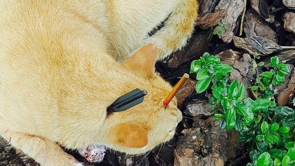 Petition update · Please Spread the Word about This cruel Cat Killer in ...