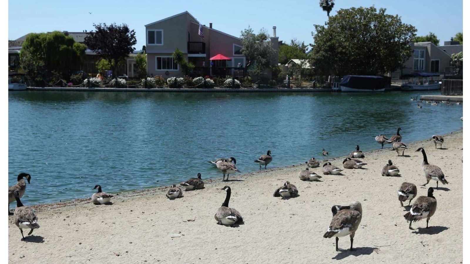 Petition · Culling of Foster City geese - United States · Change.org