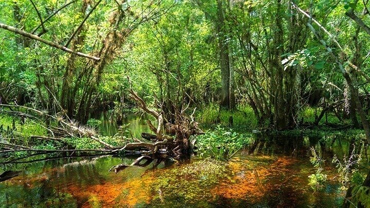 Petition · Protect USF’s Forest Preserve: Say No to Fletcher District ...