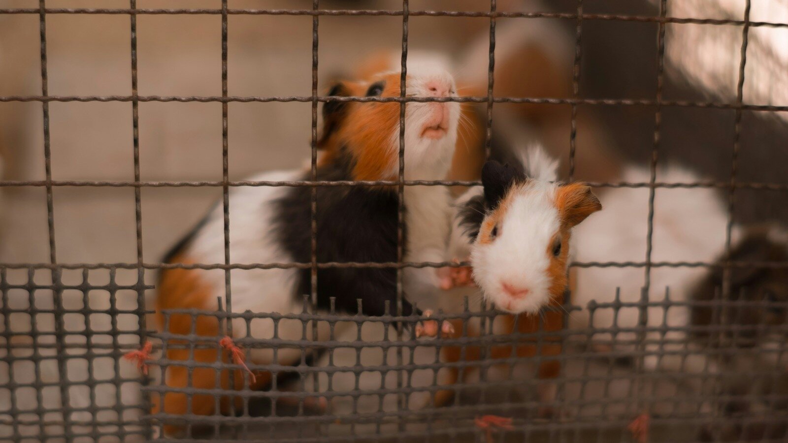Petition · Stop Mass Euthanasia of Lab Animals Due to Federal Research ...