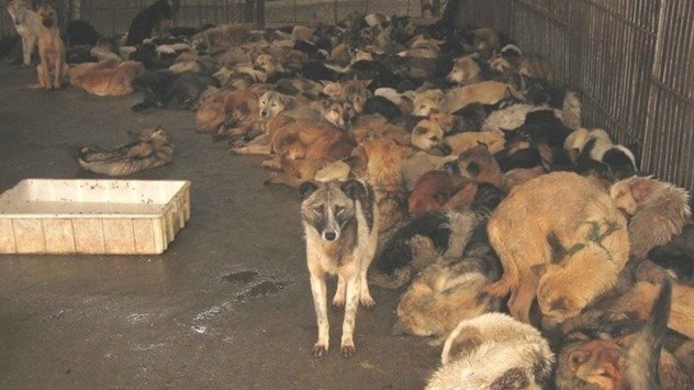 Petition · Stop animal hoarding! - Australia · Change.org