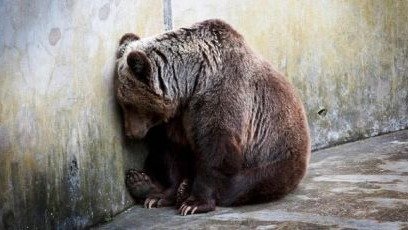 Petition · NO MORE ZOO - United States · Change.org