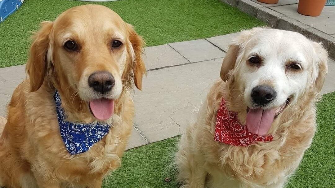 Petition · Demand Stronger Safety Checks By Pet Sitting Websites ...