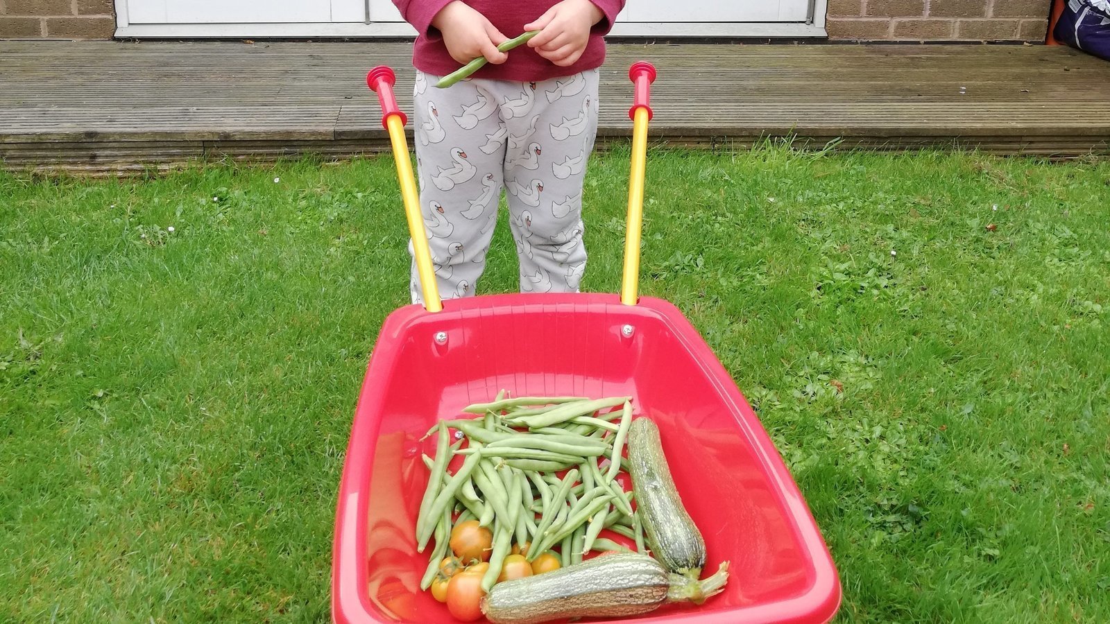 Petition · Convince my wife that I need a new raised bed in our garden ...