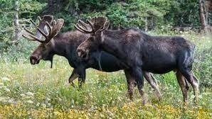 Petition · Change the plural of Moose to Meese! - United States ...